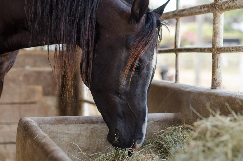 Hjælp, min hest vil ikke spise sit stråfoder | Susan Helany