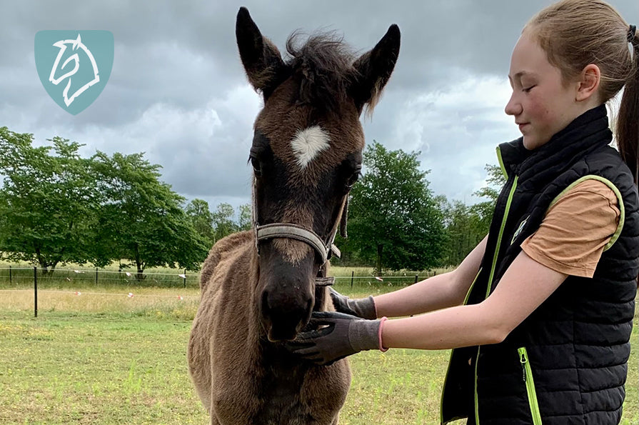 Mød Kaisa – føllet der mistede sin mor alt for tidligt | Susan Helany